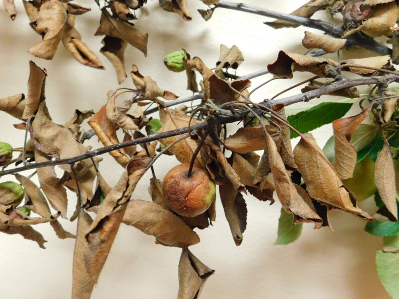 Fire Blight | Stevens County | Washington State University