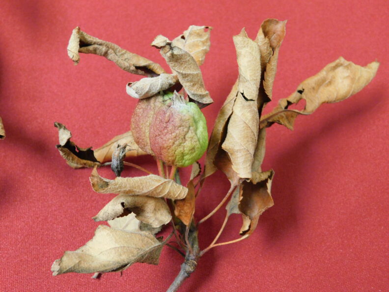 Fire Blight | Stevens County | Washington State University
