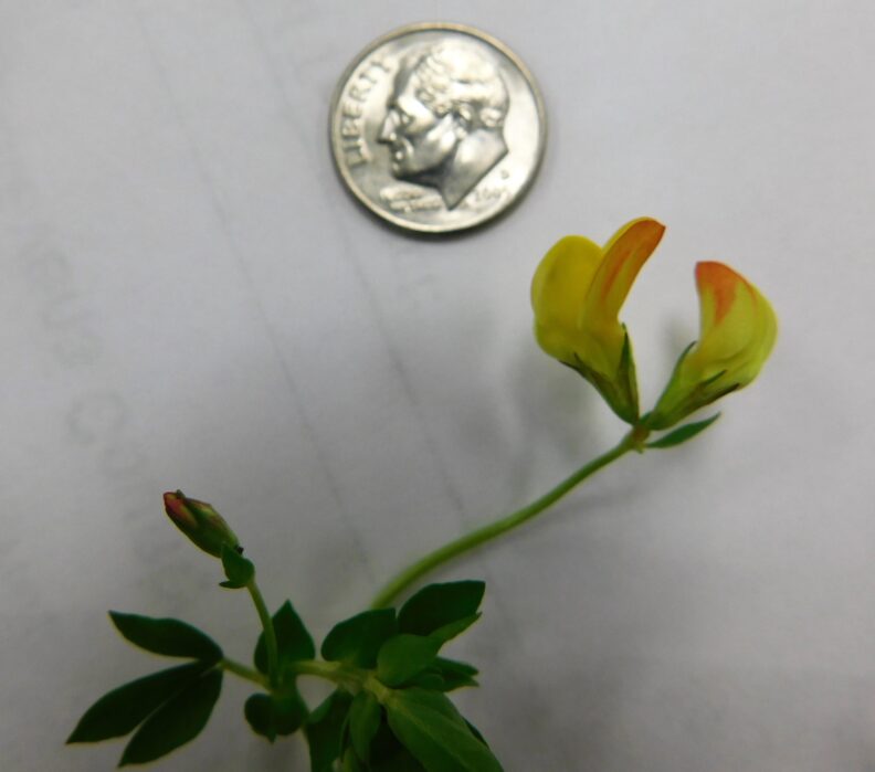 Thermopsis rhombifolia Nutt. ex Richards | Stevens County | Washington ...