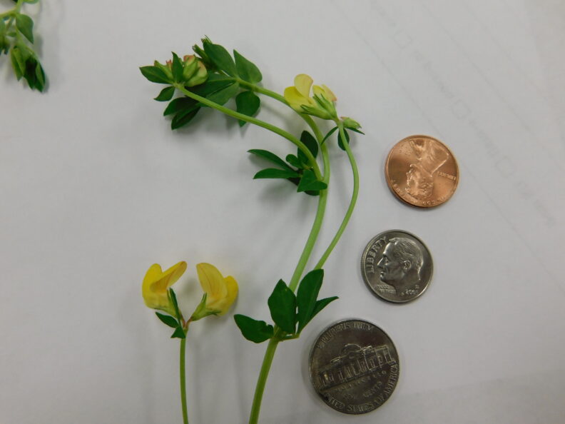 Thermopsis rhombifolia Nutt. ex Richards | Stevens County | Washington ...