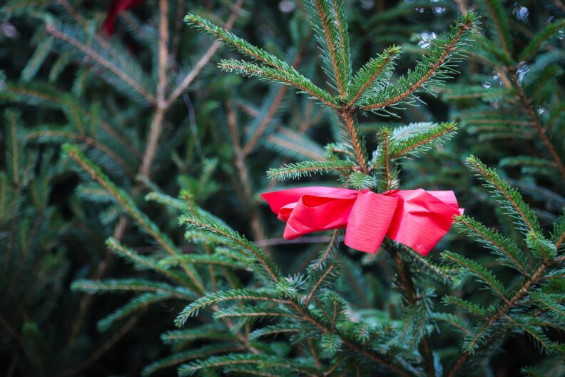 marked tree | Stevens County | Washington State University