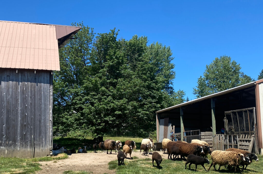 Living on the Land Workshops: Small Ruminant Care on the Farm ...