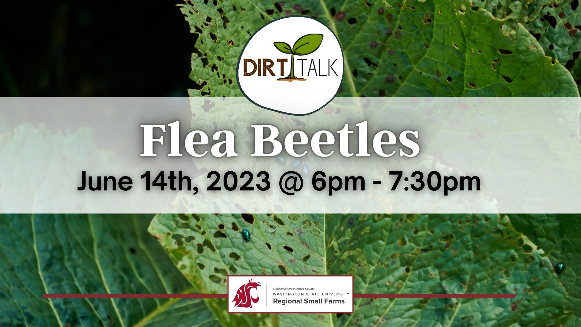 Dirt Talk: Flea Beetles | Regional Small Farms | Washington State ...