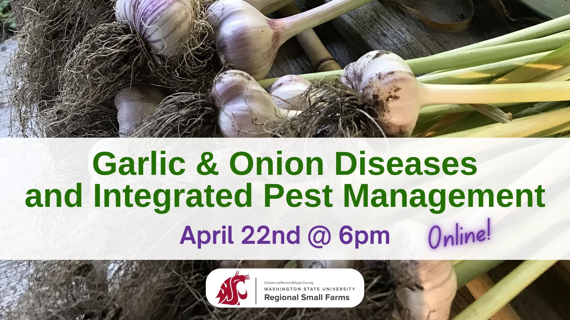 Garlic & Onion Diseases and Integrated Pest Management | Regional Small ...