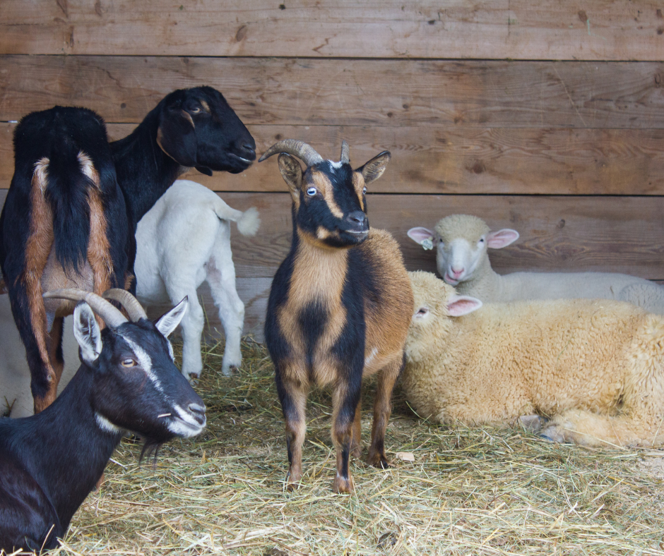 Living on the Land: Small Ruminant Care for Beginners | Regional Small ...