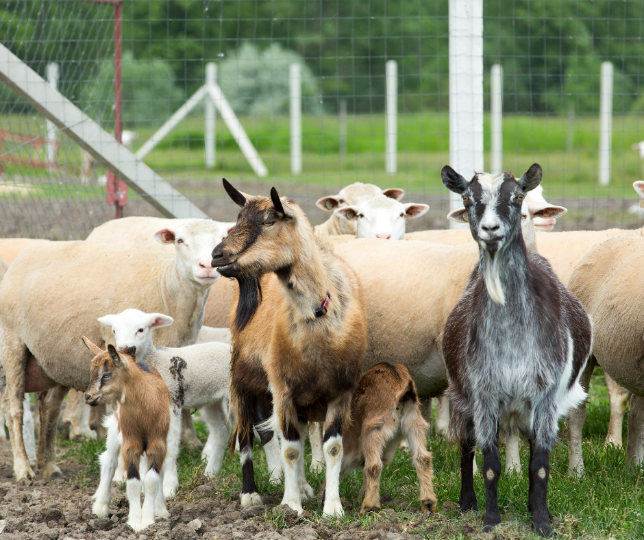 Living on the Land: Small Ruminant Care on the Farm | Regional Small ...