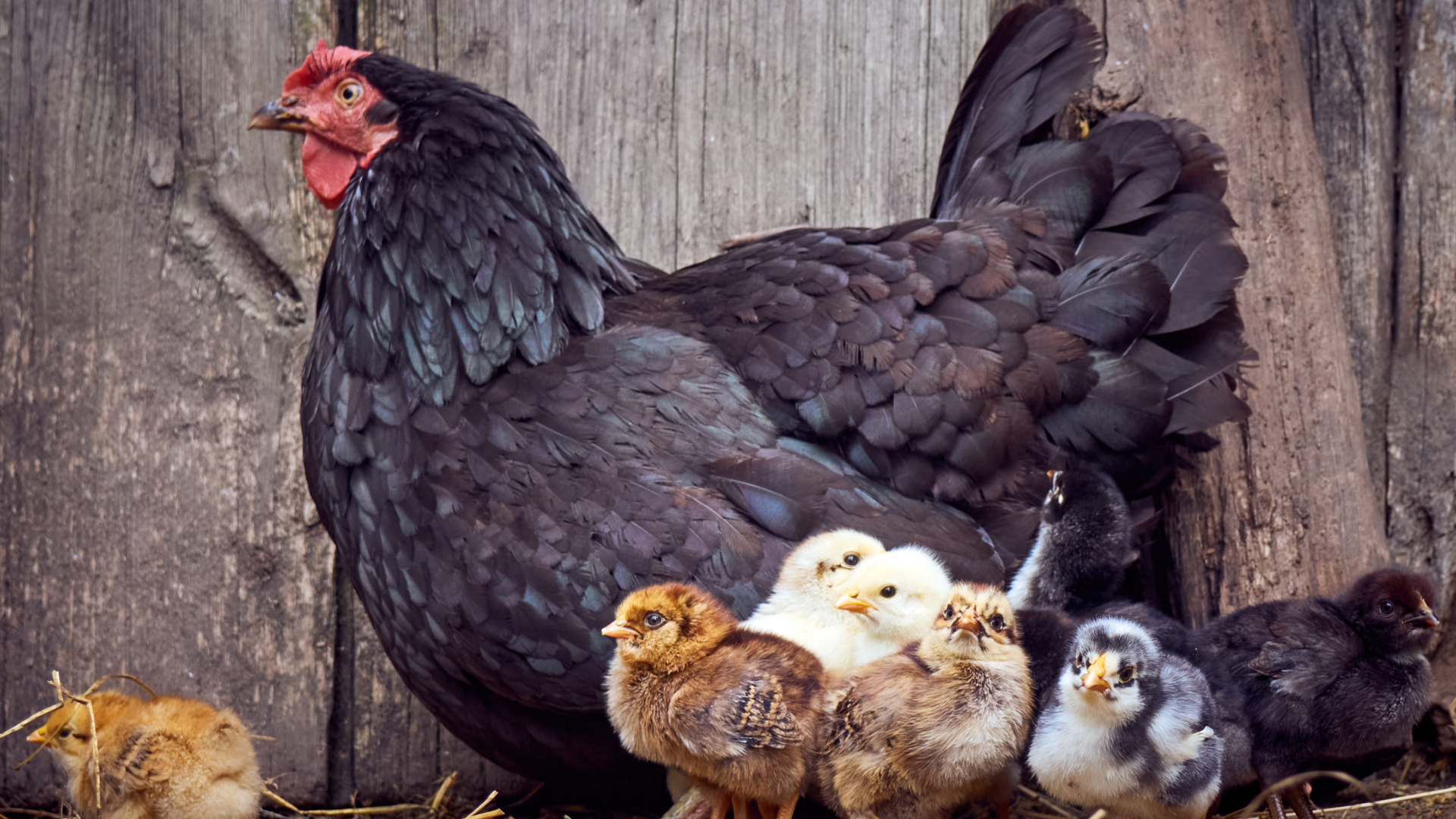 Living on the Land Workshops: From Egg to Hen- Raising Chickens for ...