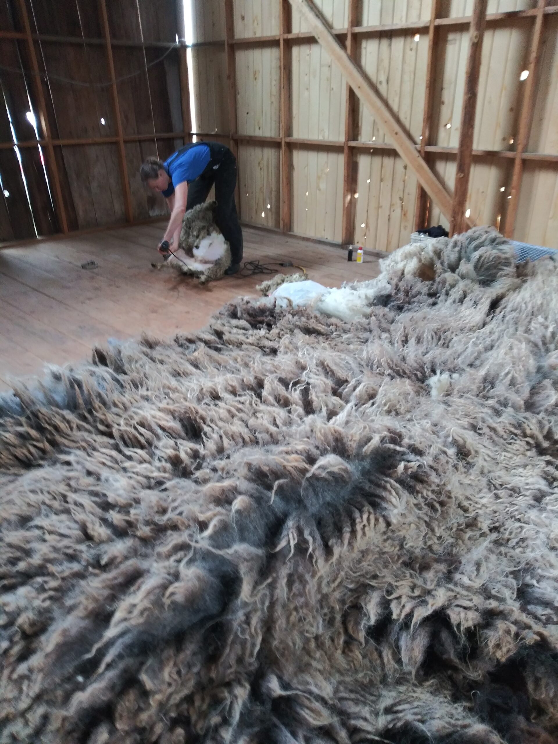 Living on the Land Workshops: Shearing and Fleece Prep | Regional Small ...