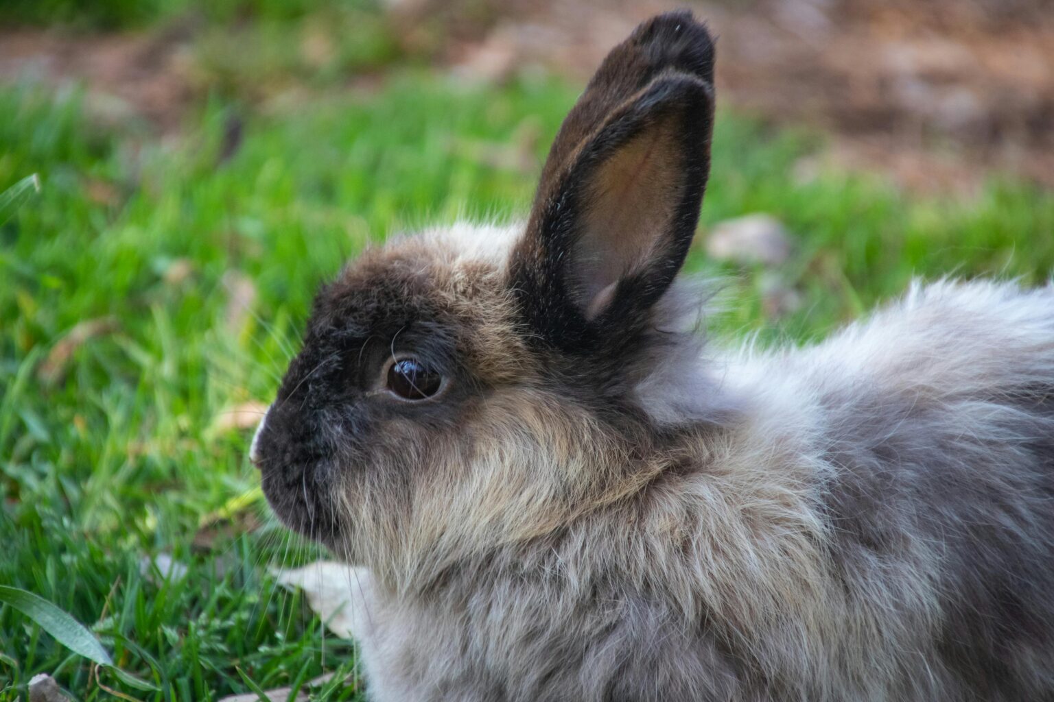Rabbit | 4-H Youth Development Program | Washington State University