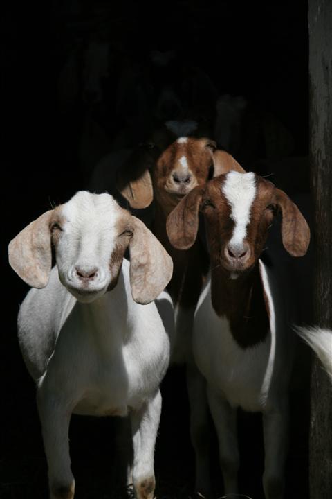 goats (Custom) | Snohomish County | Washington State University
