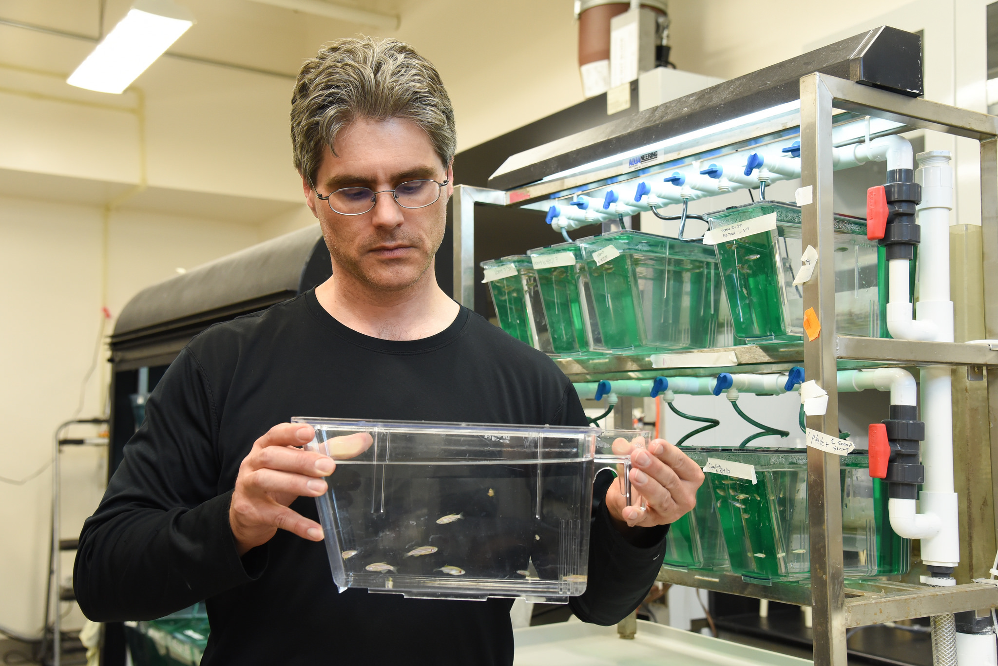 Analyzing fish skull development and evolutionary success | WSU Insider ...