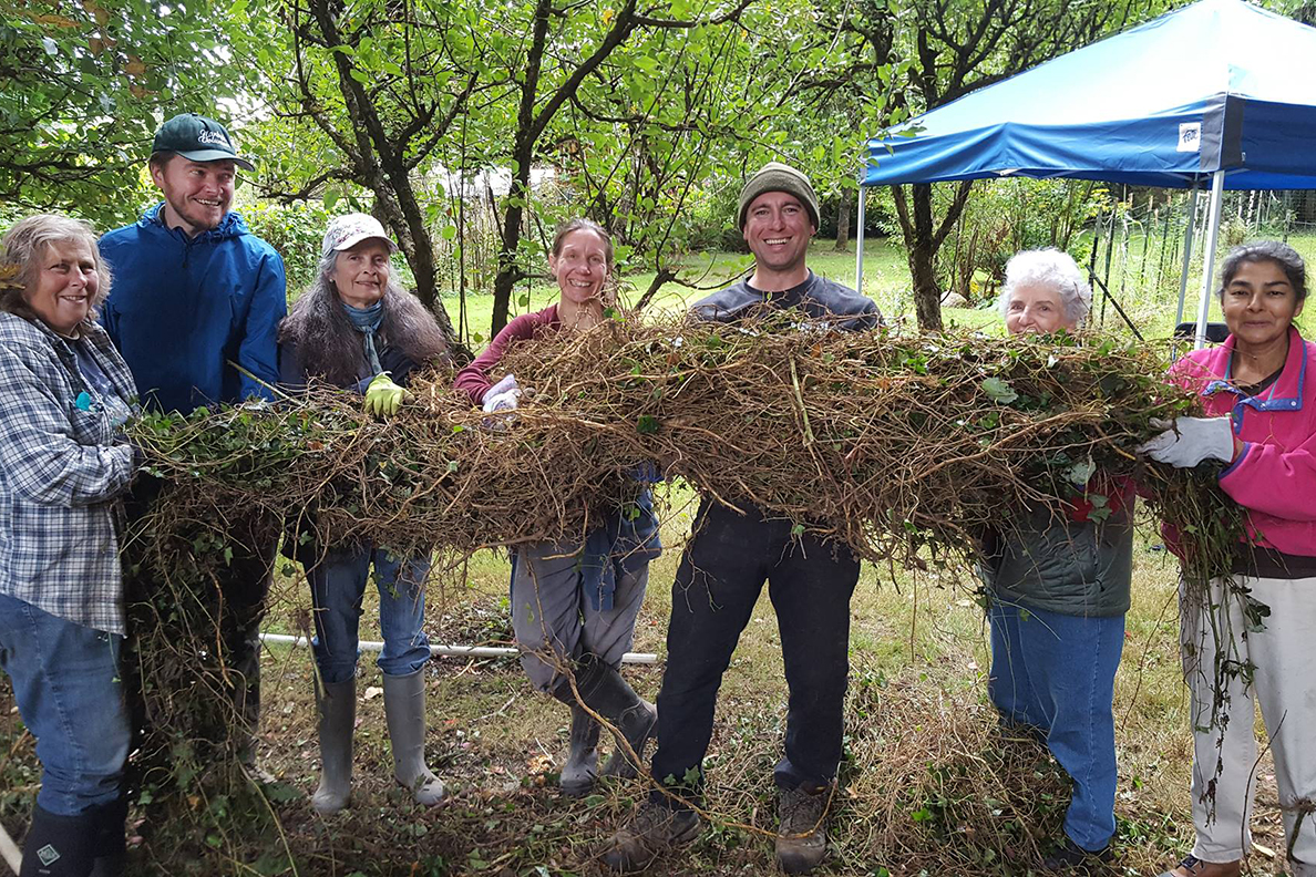 June 2: Learn to stop forest weed invaders at extension workshop | WSU ...
