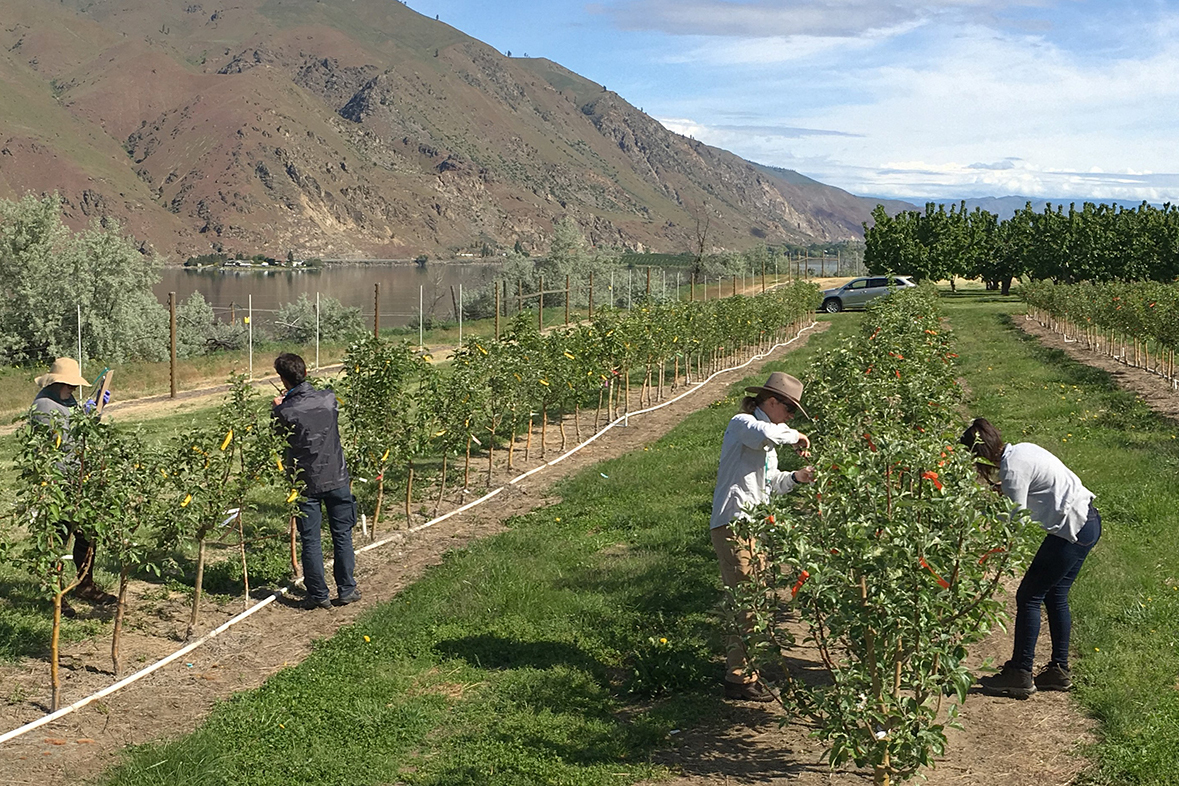 Ph.D. student researcher inoculates trees in race against fire blight ...