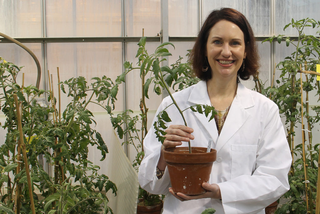 Plants that fight back: WSU researchers combat parasitic worm | WSU ...
