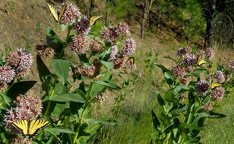 ‘Very active’ yellow butterfly boom in Washington state | WSU Insider ...