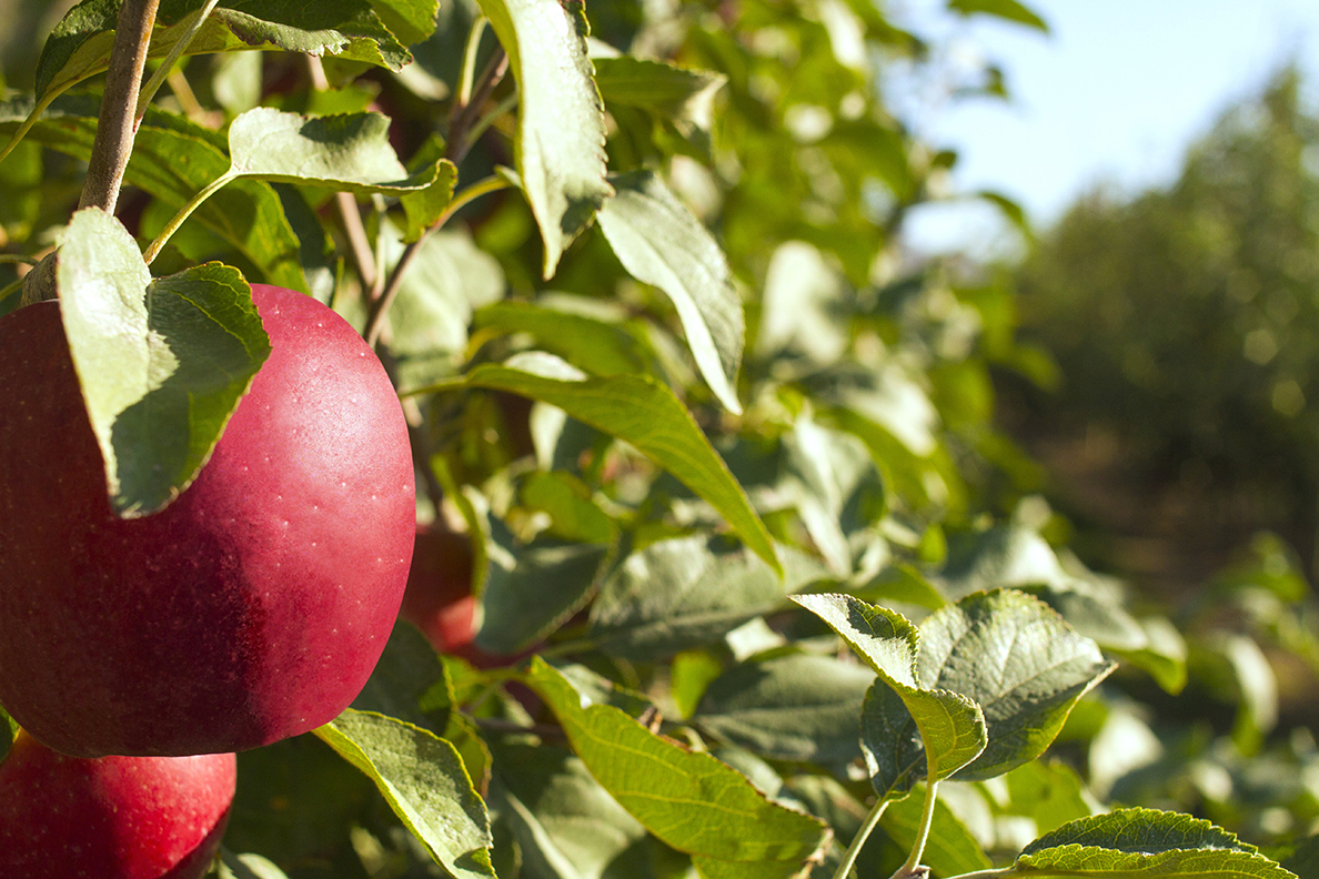 Sept. 11: Growers to tour apple orchards at WSU WA 38 Field Day | WSU ...