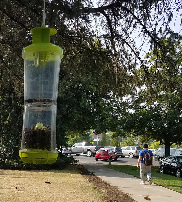 Summer’s sting – region’s wasp numbers rebound | WSU Insider ...