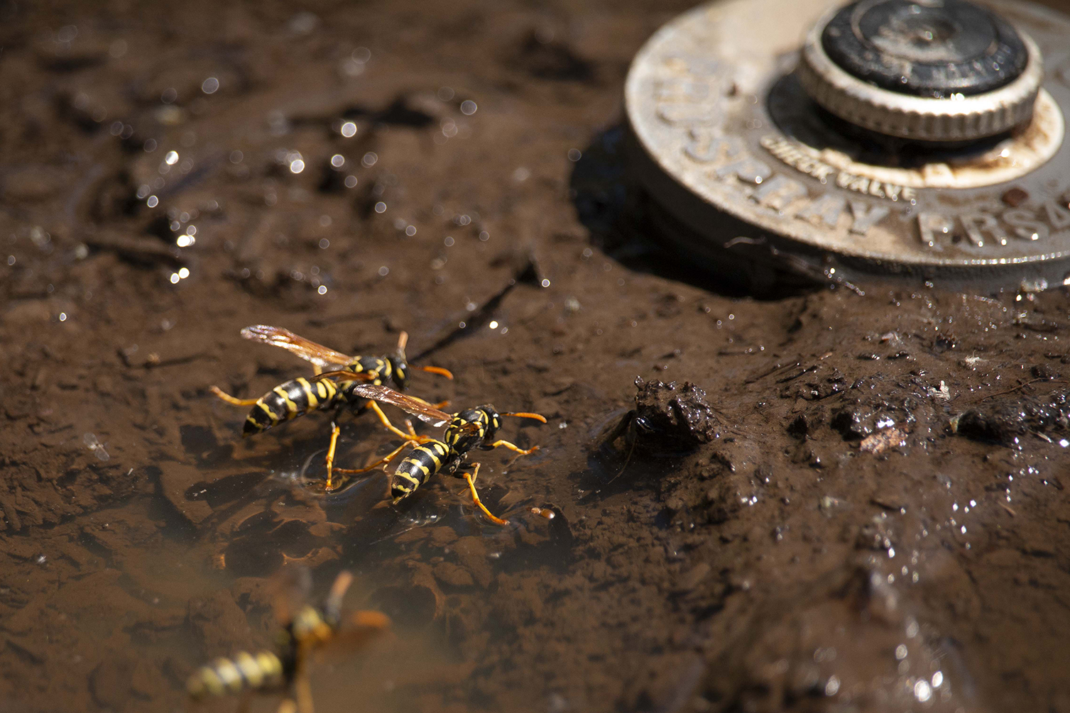 Summer’s sting – region’s wasp numbers rebound | WSU Insider ...