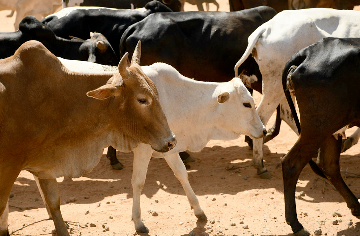 Global cost of animal diseases weighed by researchers | WSU Insider ...