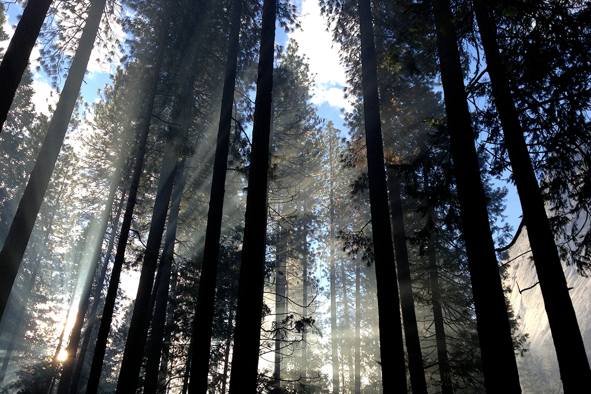 Reverse engineering reveals pine tree’s chemical production — worth ...