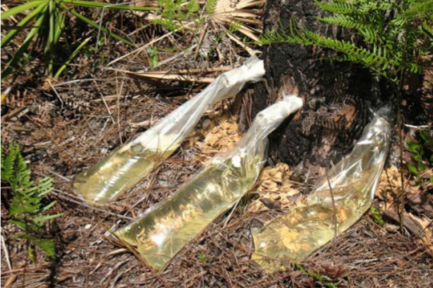 Reverse engineering reveals pine tree’s chemical production — worth ...