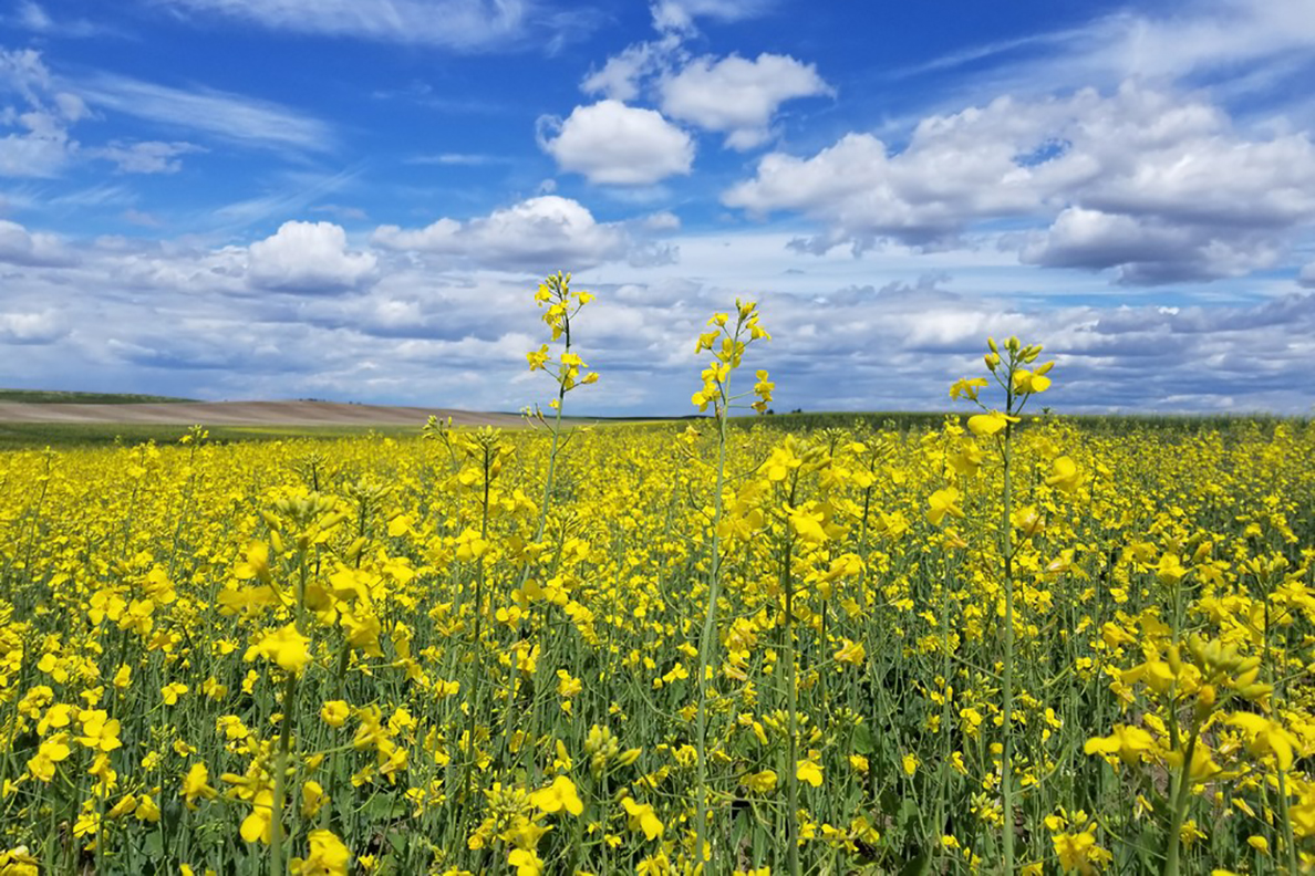 Jan. 23 and 25: Oilseed crop workshops in Wilbur, Clarkston | WSU ...