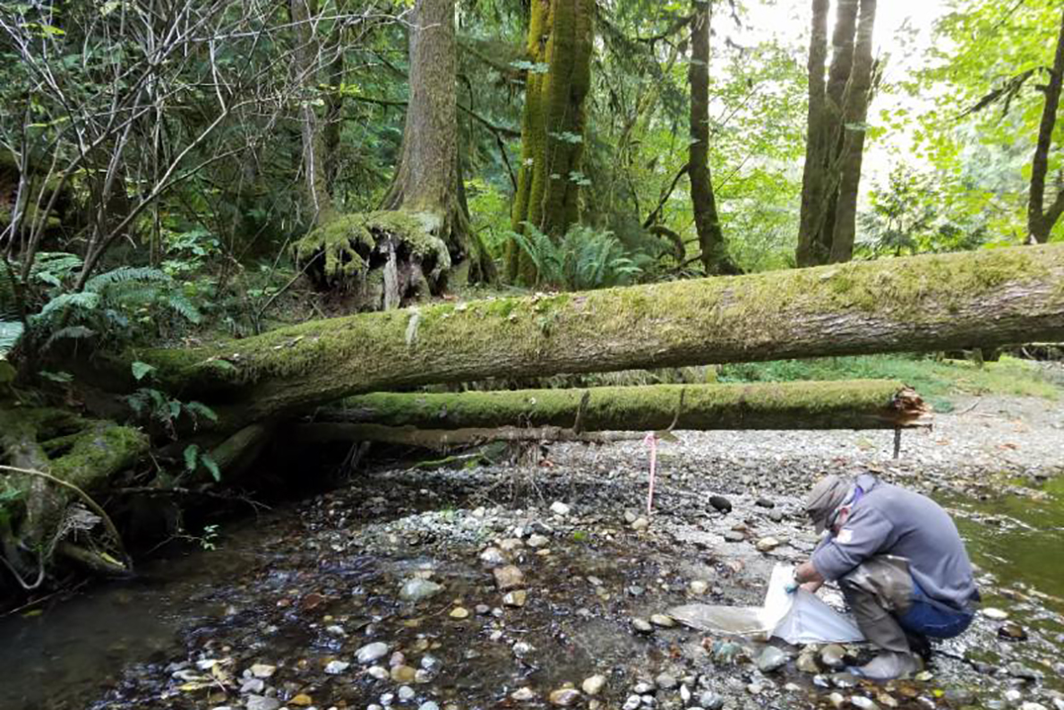 Stream Stewards course helps Kitsap residents protect their waters ...