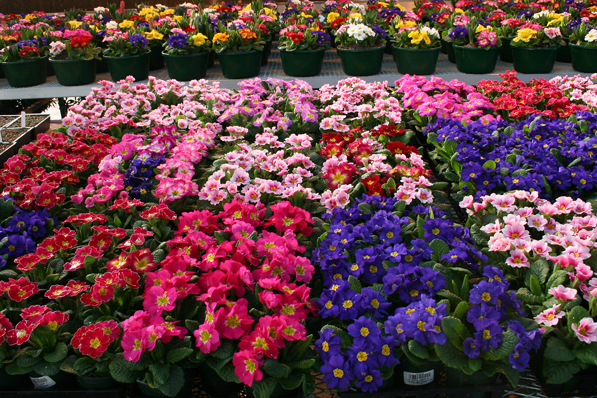 Feb. 13, 14: Horticulture Club’s Valentine’s Day plant sale | WSU ...