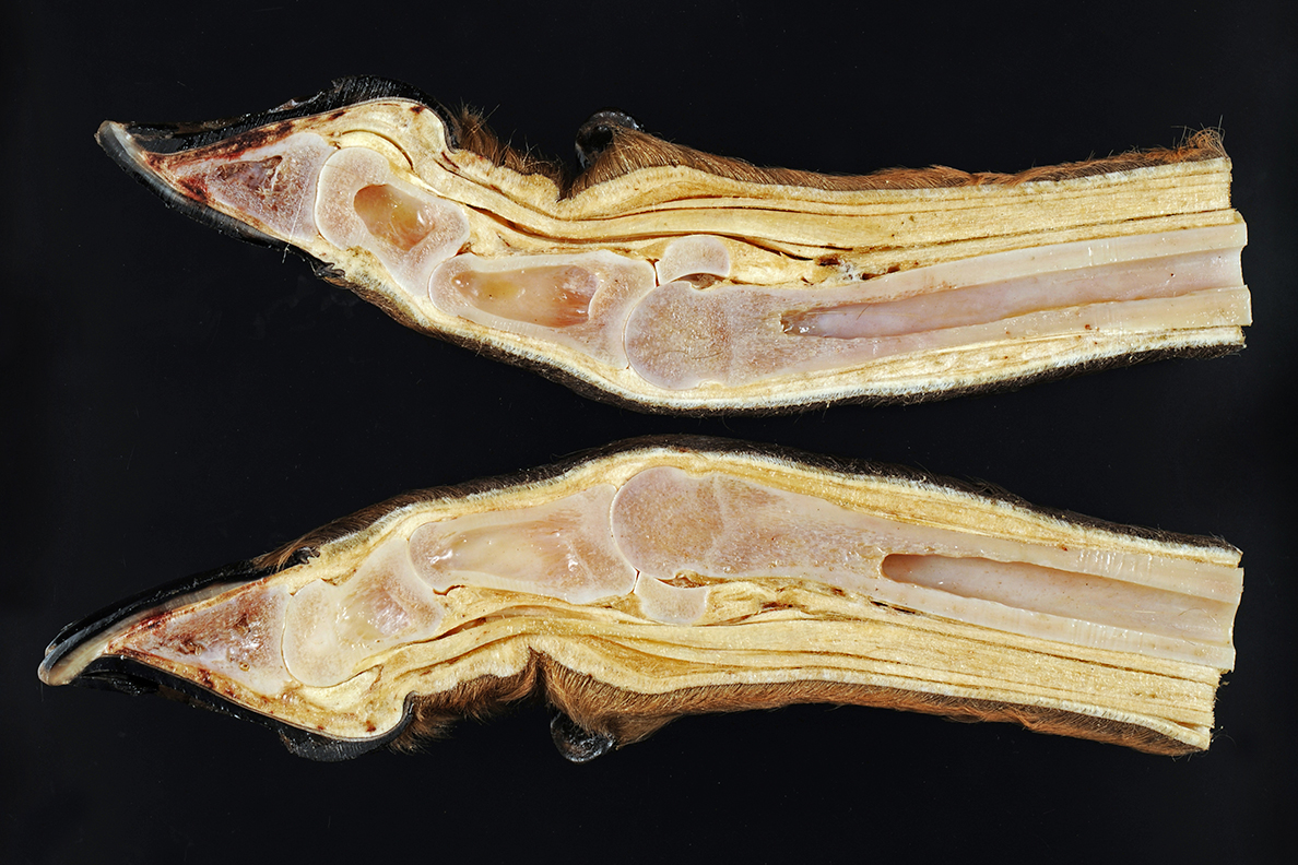 Elk Hoof disease continues spread in Washington | WSU Insider ...