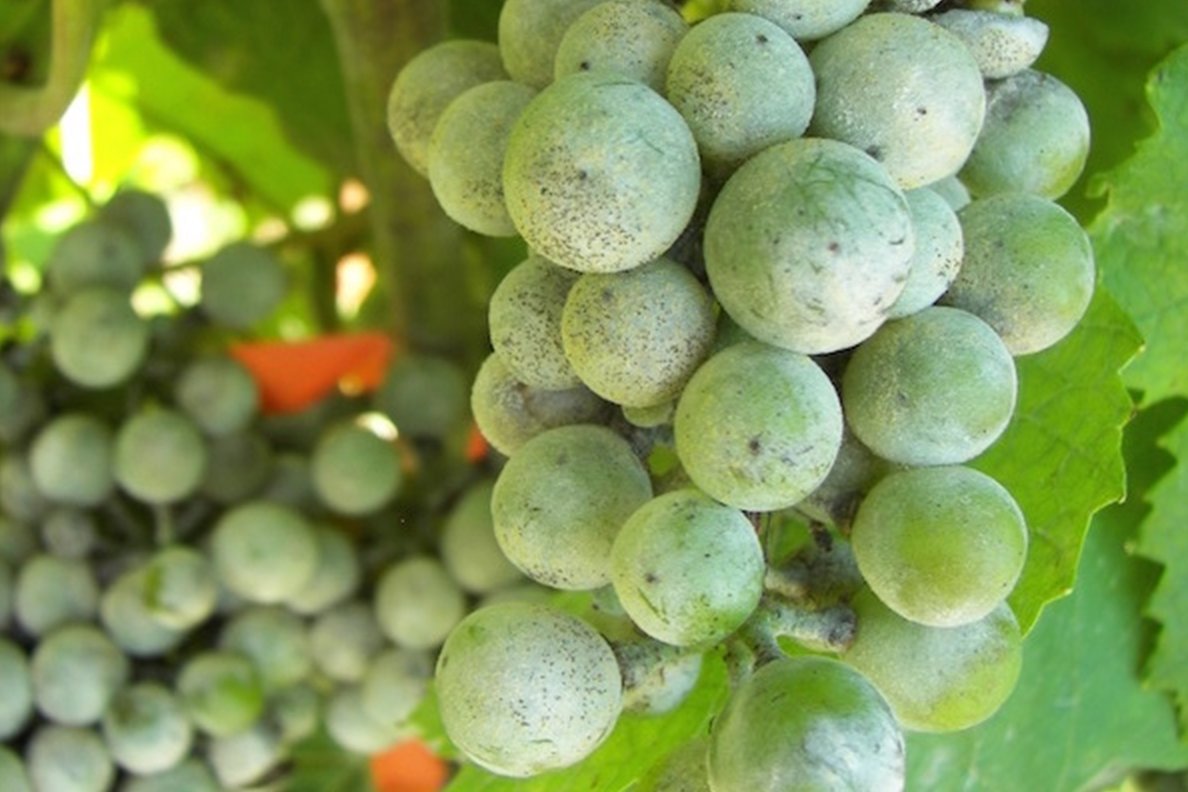 WSU researcher leads $4.75 million effort to address fungicide ...