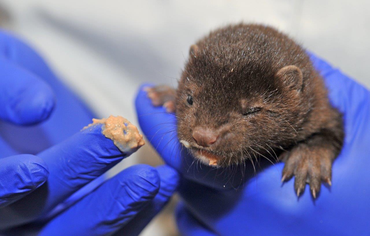 Leave baby animals to Mother Nature | WSU Insider | Washington State ...