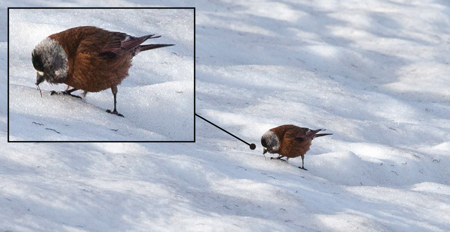 Unlocking secrets of the ice worm | WSU Insider | Washington State ...