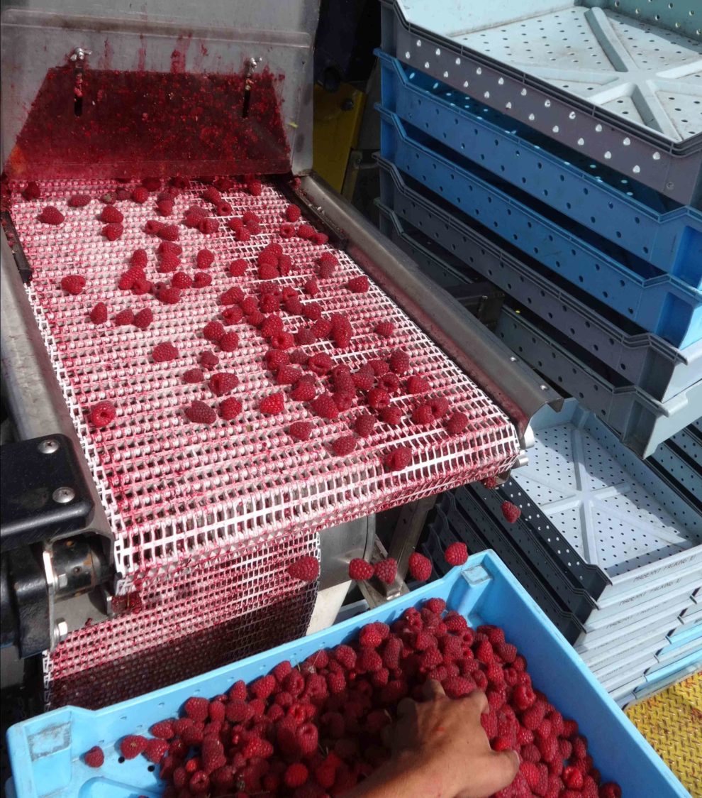 WSU debuts flavorful, easy-to-harvest new raspberry, Cascade Premier ...