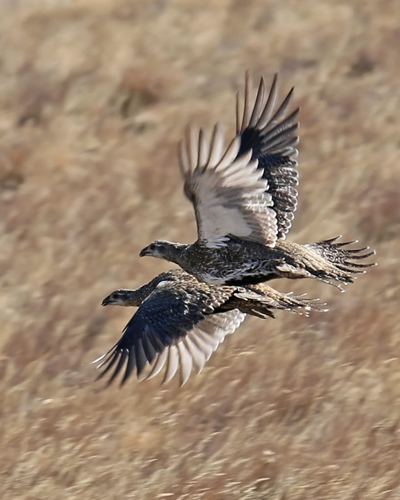 Saving sage-grouse by relocation | WSU Insider | Washington State ...