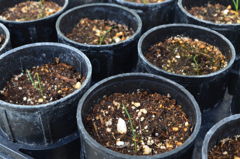 WSU cultivating new Perennial Grass Breeding and Ecology Farm research ...