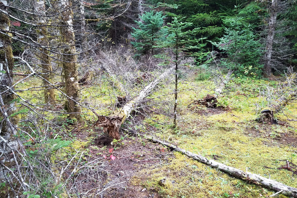 Forest health seminar to help landowners understand tree mortality ...