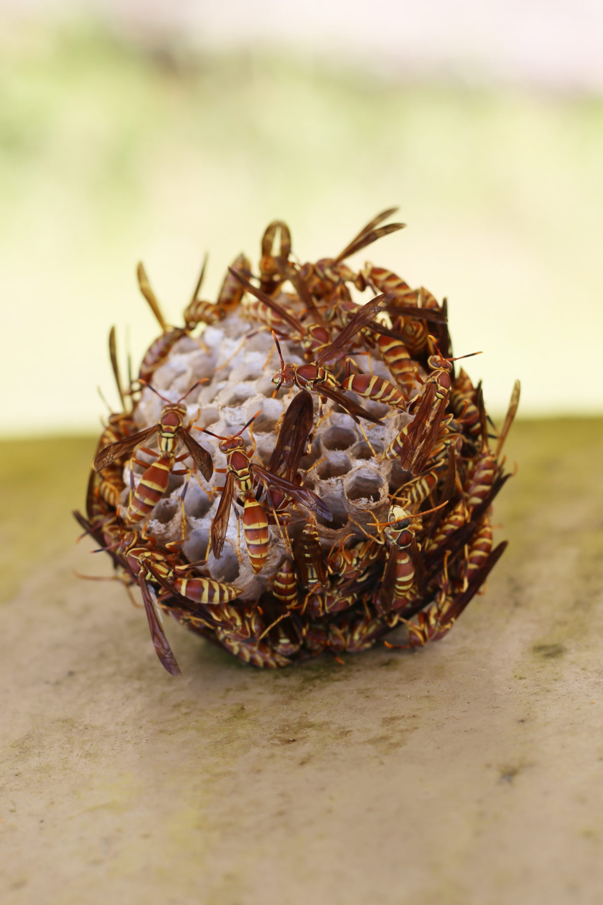Scientists study how wasps learn for better trap | WSU Insider ...