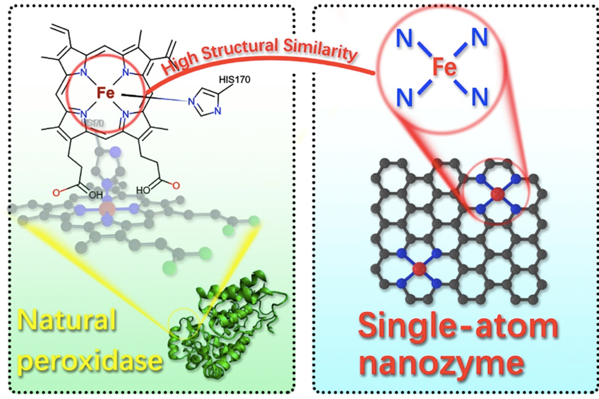 New research makes potent artificial enzymes with single-atom ...
