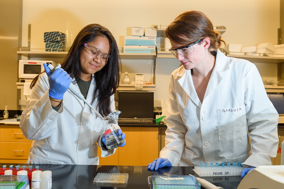 Researchers find persistence of antibiotic-resistant GMO genes in ...