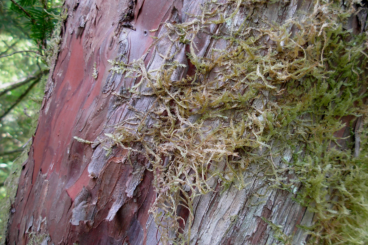 Finding the genes to build a better cancer treatment | WSU Insider ...