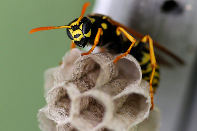 Scientists study how wasps learn for better trap | WSU Insider ...