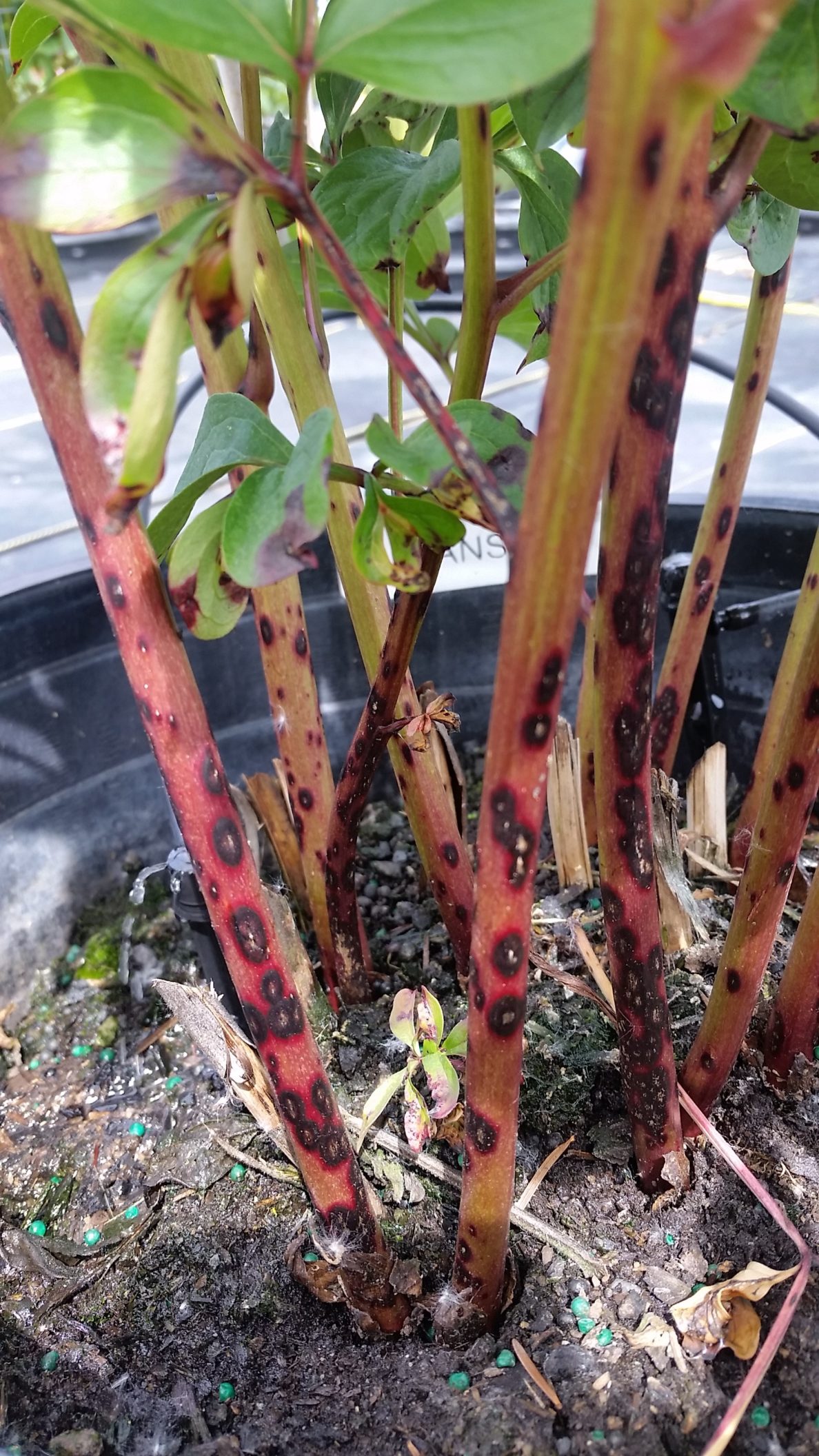 WSU scientists find a slate of unexpected diseases in peony | WSU ...
