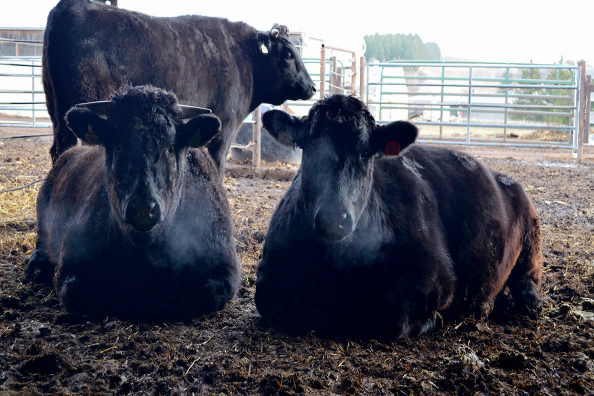 Last minute WSU gift ideas that support students | WSU Insider ...