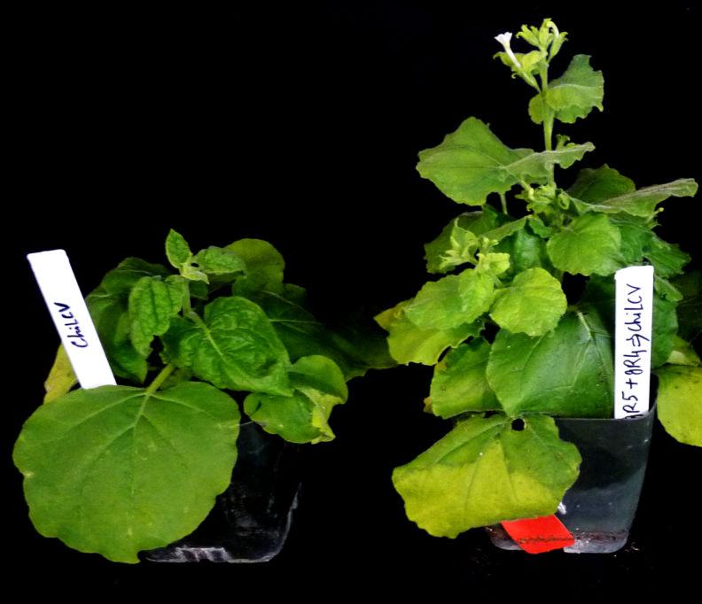 Disabling viruses with CRISPR scissors | WSU Insider | Washington State ...