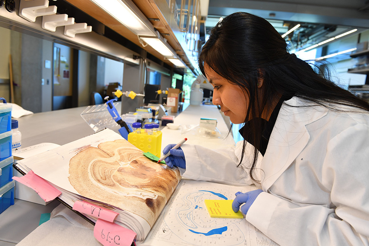 Applications open for WSU undergraduate research awards through Feb. 15 ...