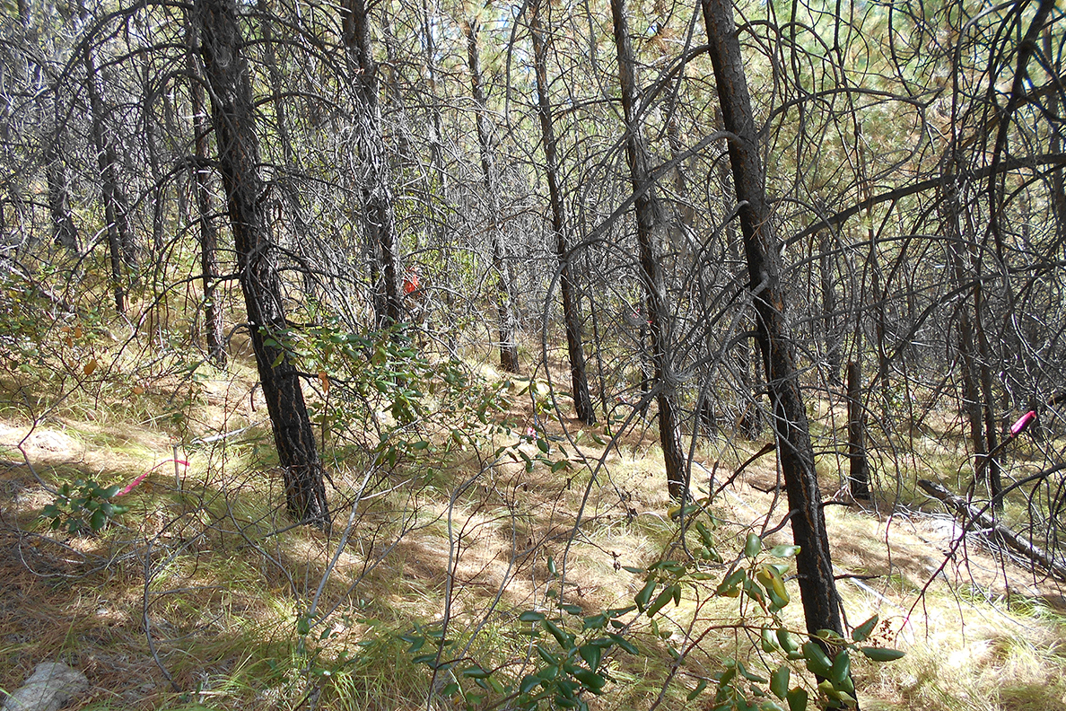 Response to fire impacts water levels 40 years into future | WSU ...