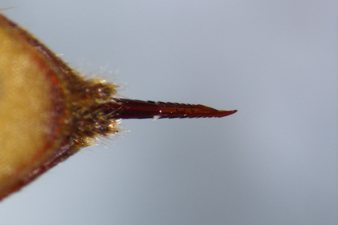 WSU scientists enlist citizens in hunt for giant, bee-killing hornet ...