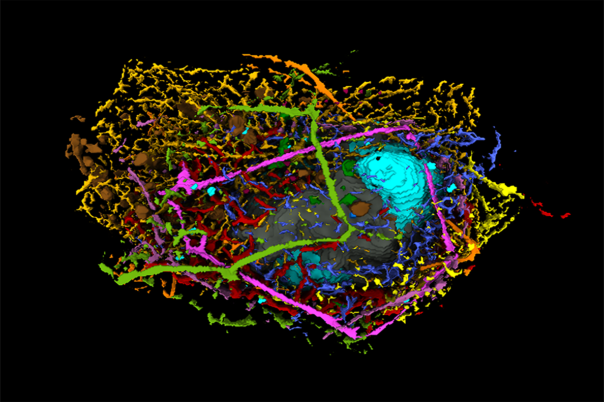 WSU professors create virtual lab on cell development | WSU Insider ...