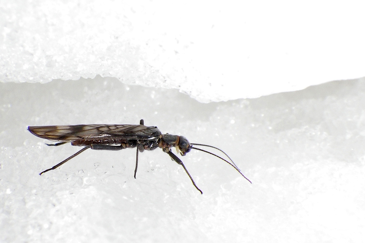 Glacial stream insect may tolerate warmer waters | WSU Insider ...