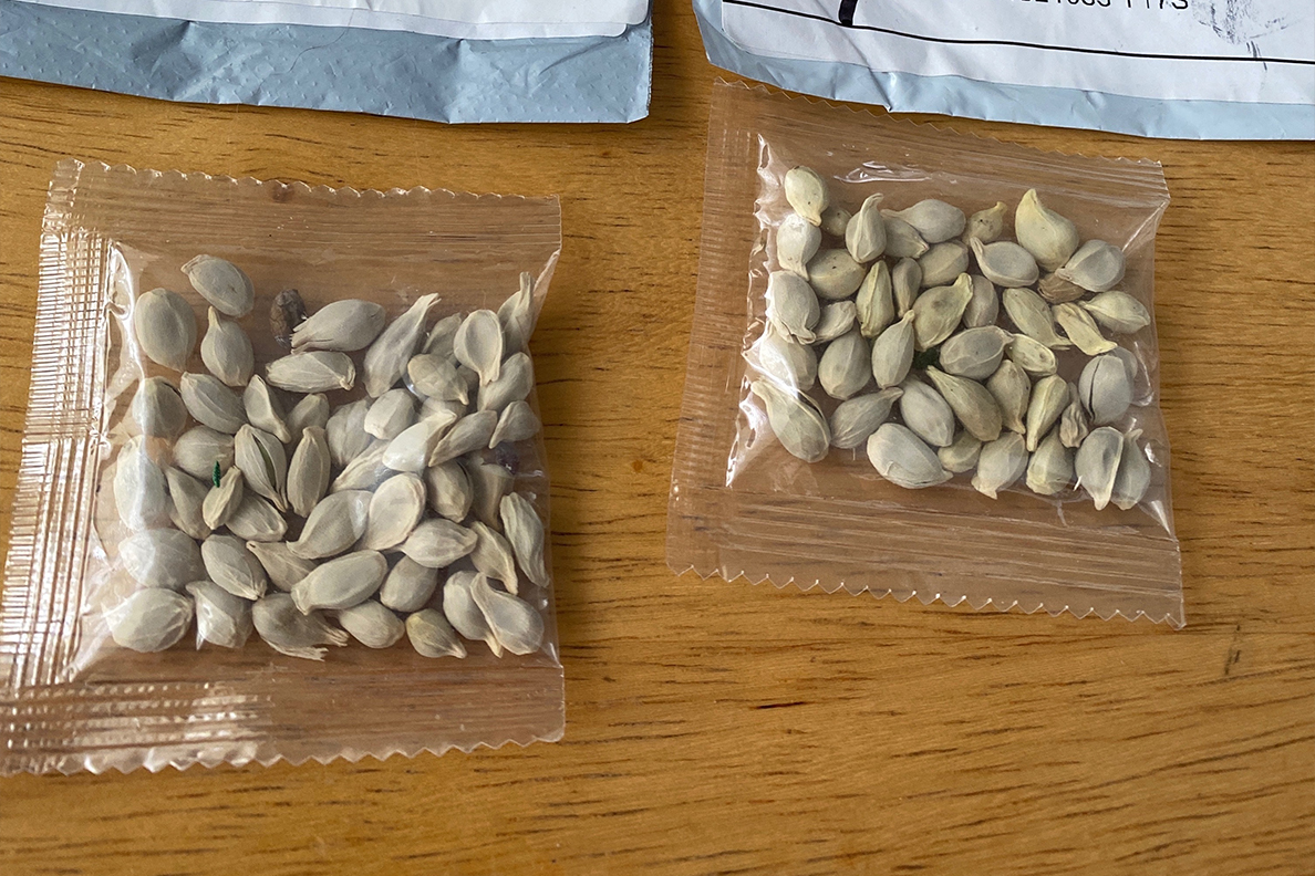 WSU Master Gardeners urge caution, awareness of unsolicited seeds | WSU ...